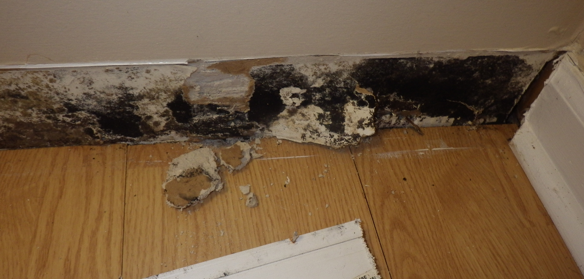 Mold Removal Services | Black Mold Remediation | Bay Area